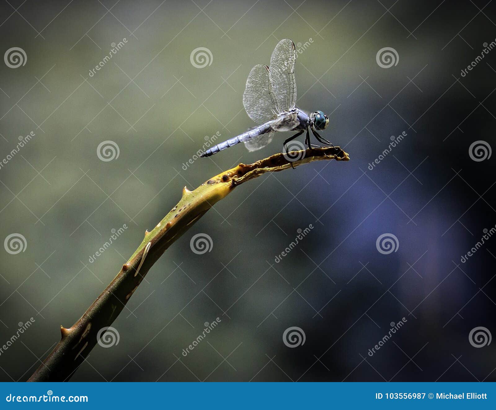 Dragon Fly Pose stock image. Image of buckskinman, eyes - 103556987