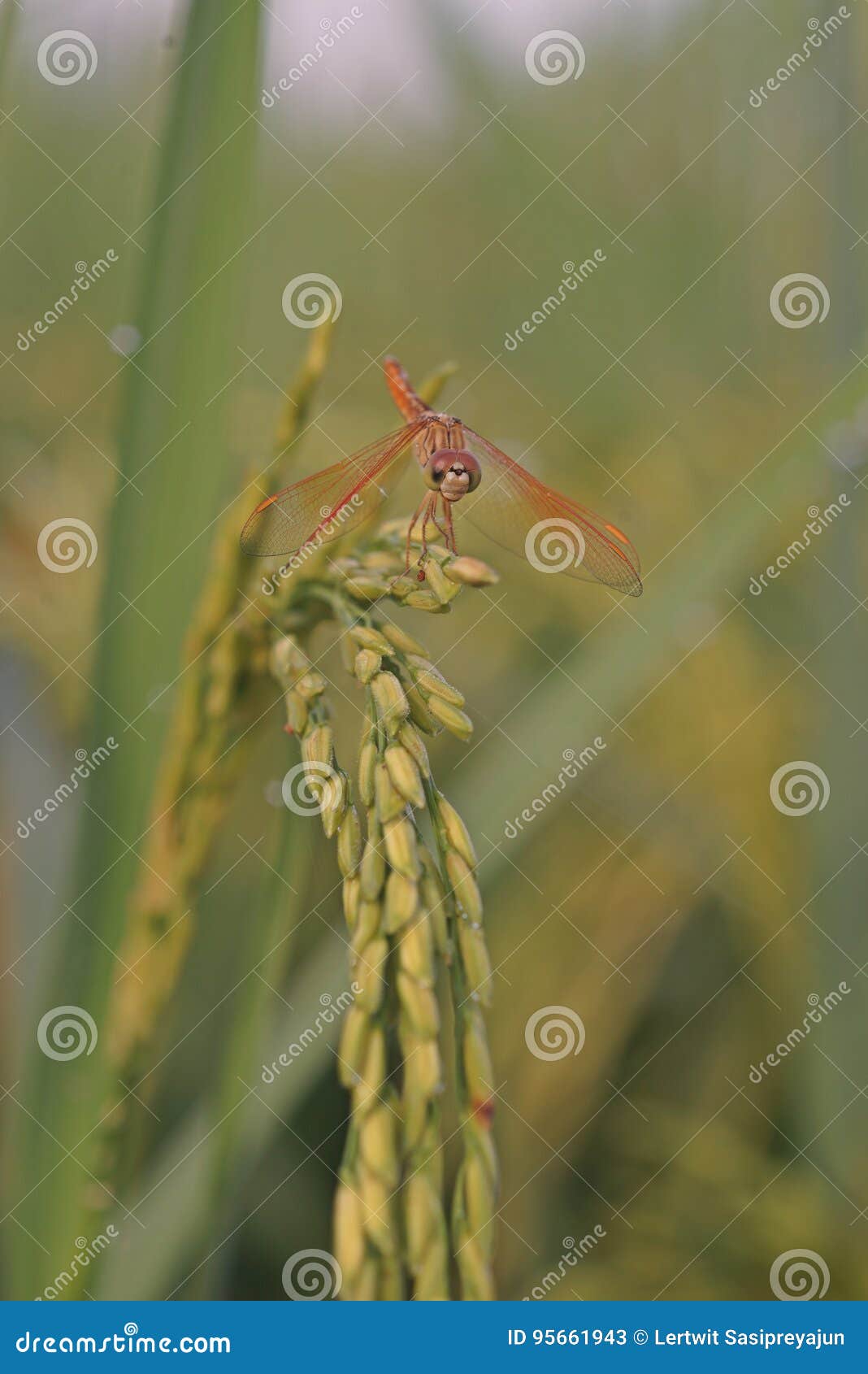 Dragon Fly,a Predator in Rice Field Stock Image - Image of dragonfly ...