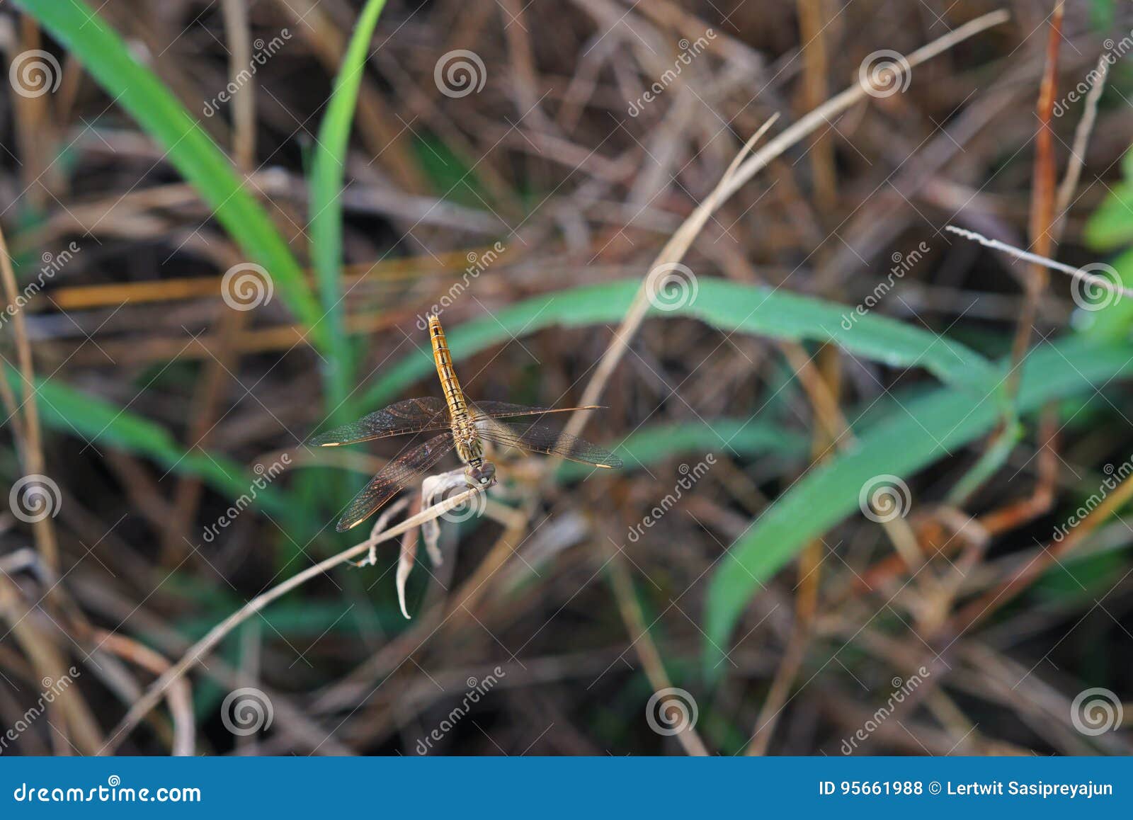 Dragon Fly,a Predator in Rice Field Stock Photo - Image of tail, life ...