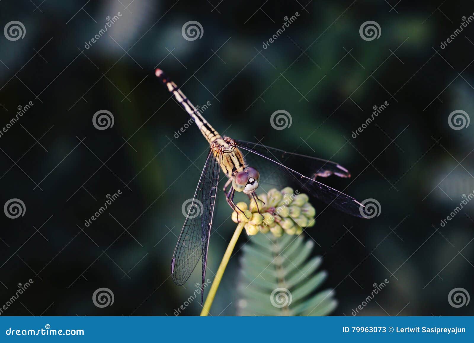 Dragon Fly;predatory Insect Stock Image - Image of biocontrol, orange ...