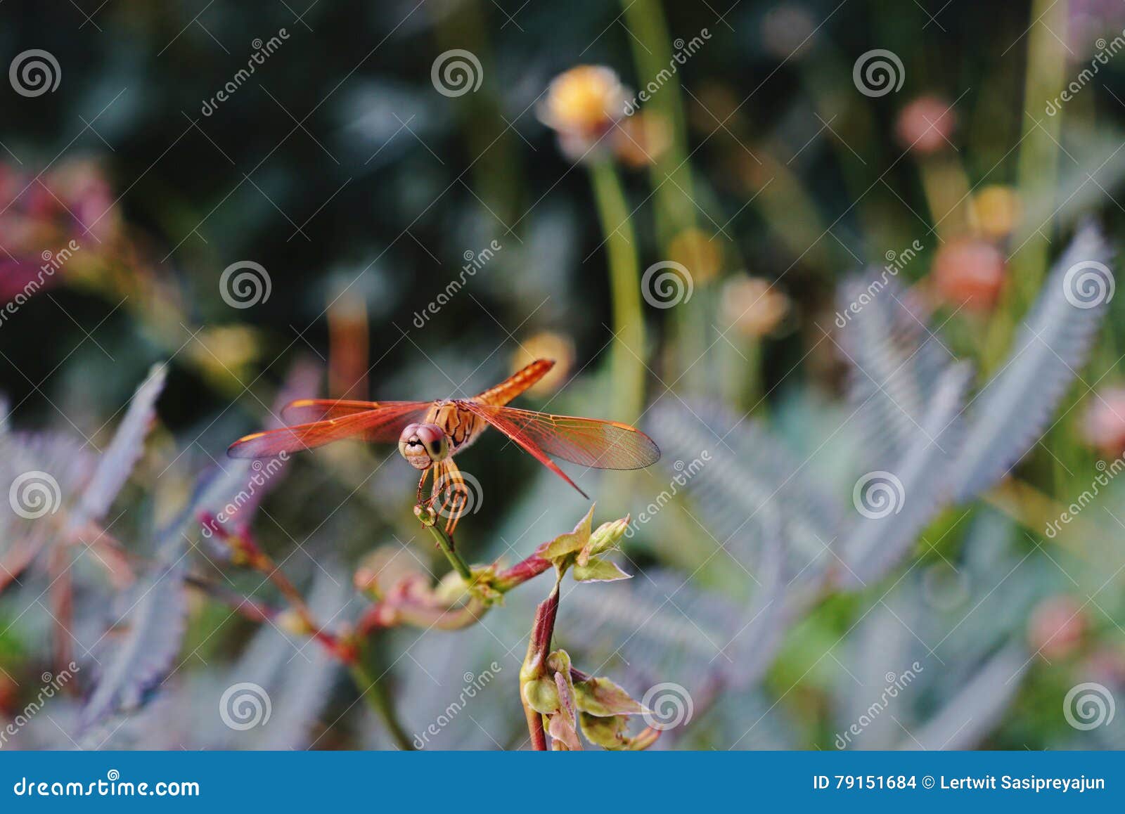 Dragon Fly;predatory Insects in the Ecosystem Stock Photo - Image of ...