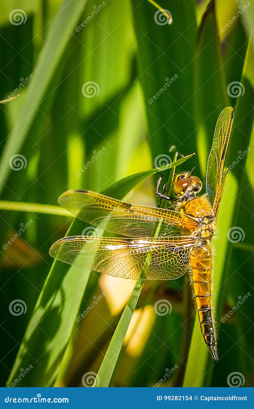 Dragonfly resting stock photo. Image of brown, natural - 99282154