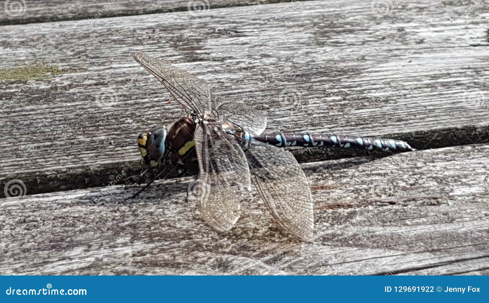 Dragon fly resting stock photo. Image of devour, dragon - 129691922