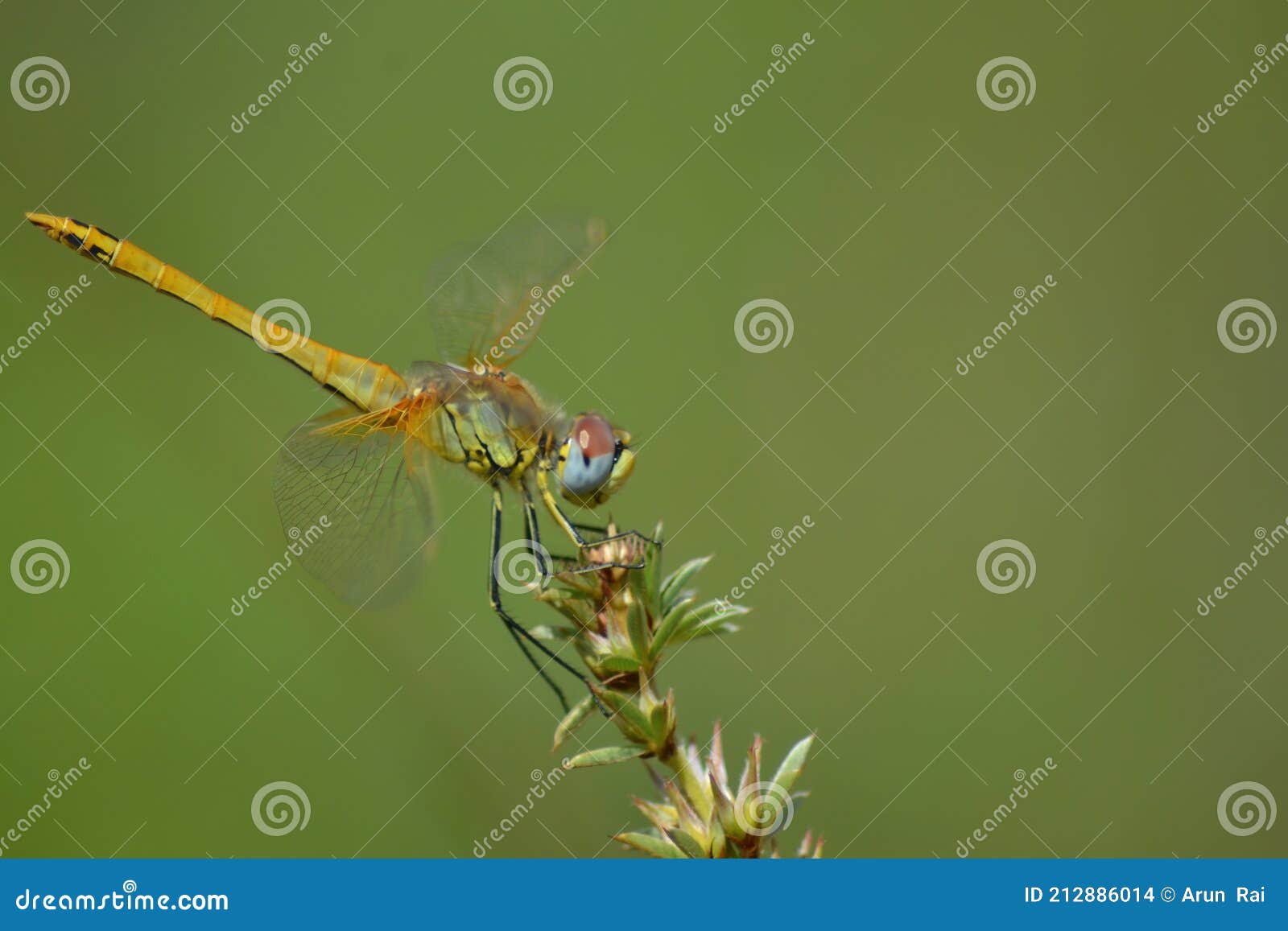 Dragon Fly Resting on Flower before Its Next Flight Stock Photo - Image ...