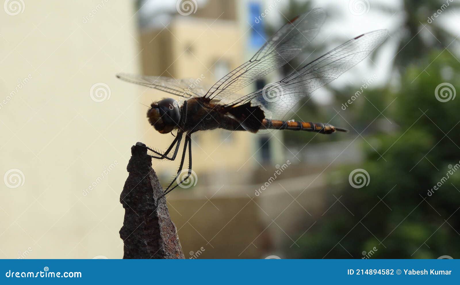 Dragon Fly is Resting Quite Stock Photo - Image of animal, close: 214894582
