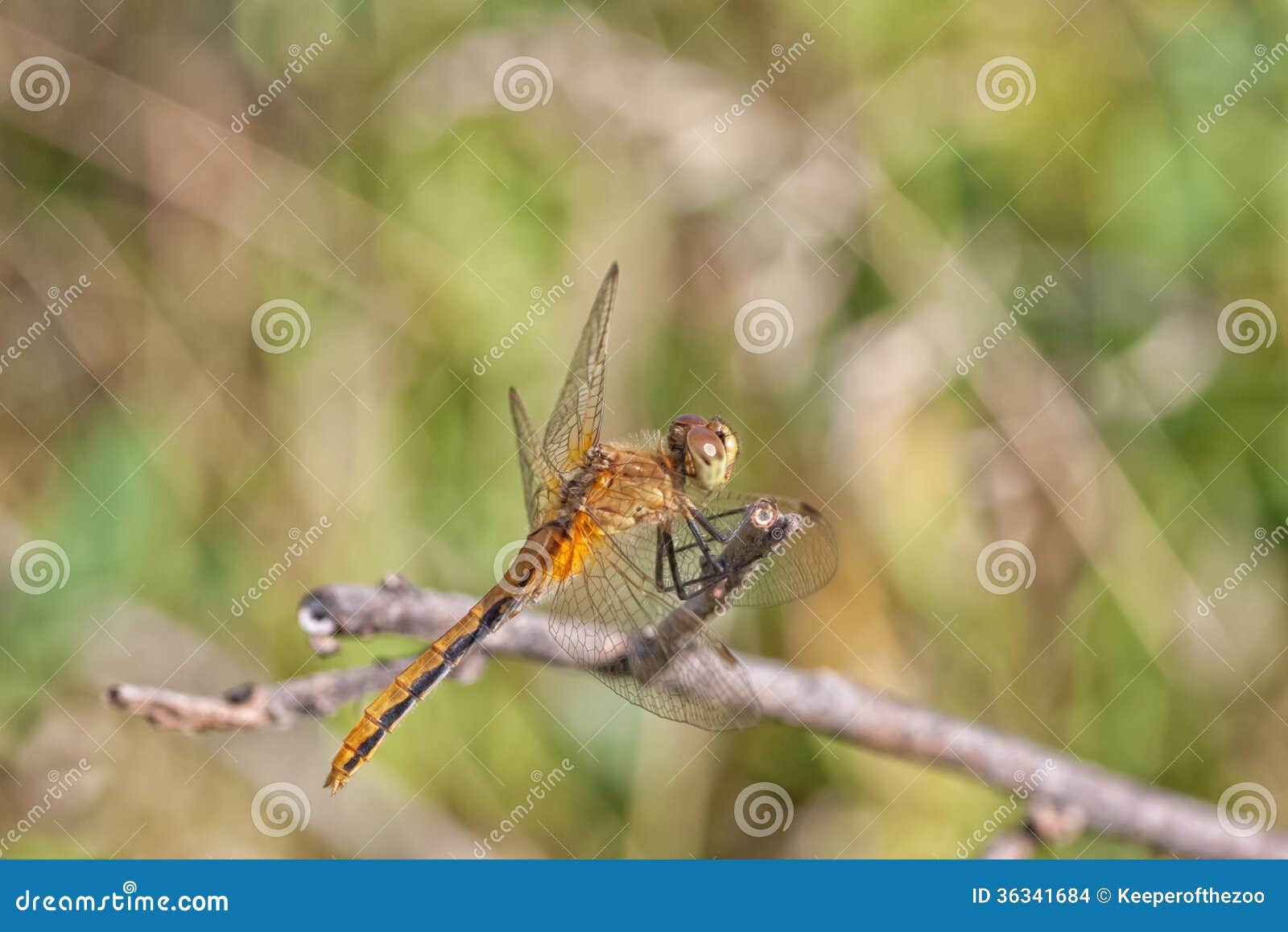 Dragon Fly Resting on a Twig Stock Photo - Image of branch, wild: 36341684