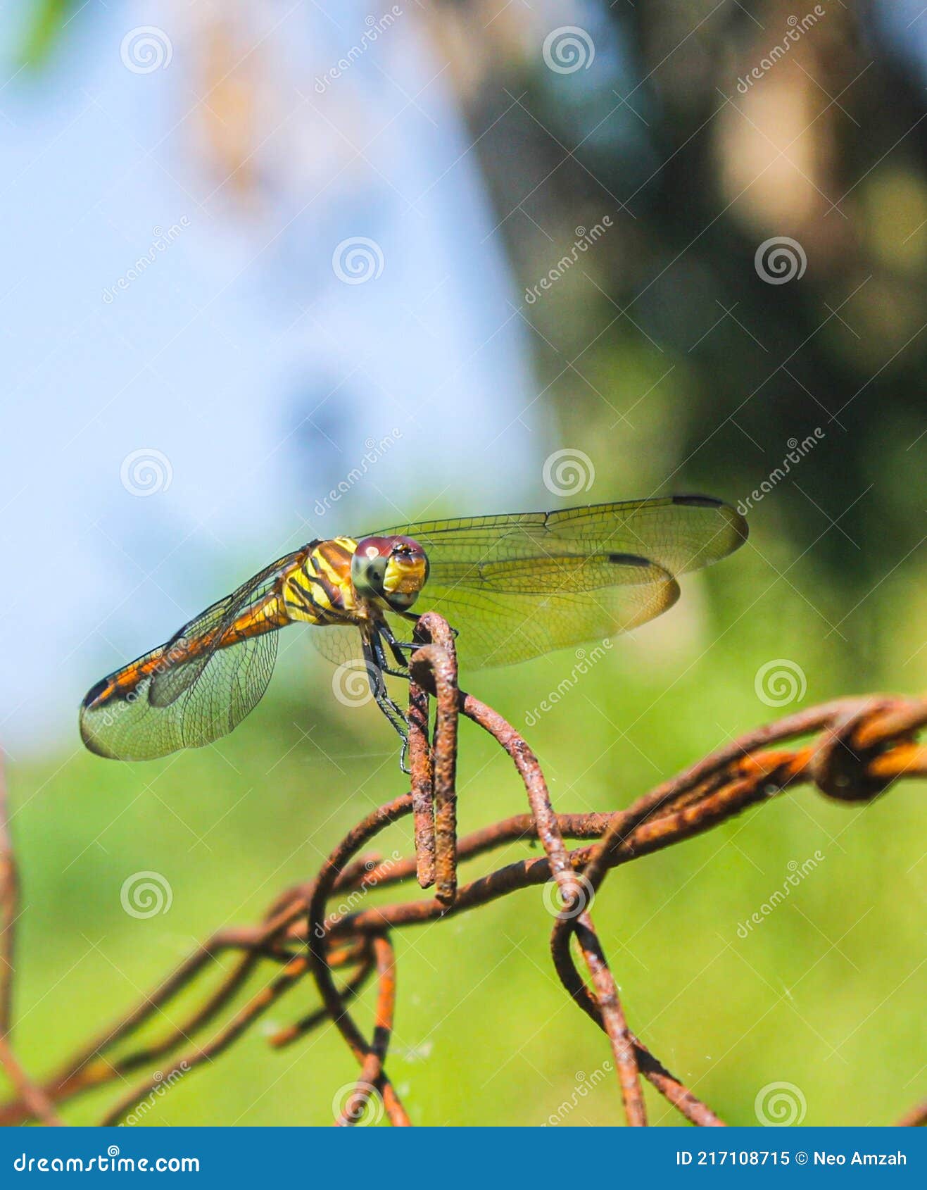Dragon Fly in the Rice Fields Stock Image - Image of rice, dragon ...