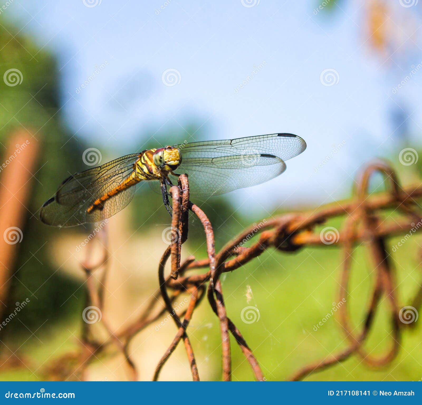 Dragon Fly in the Rice Fields Stock Image - Image of wing, branch ...
