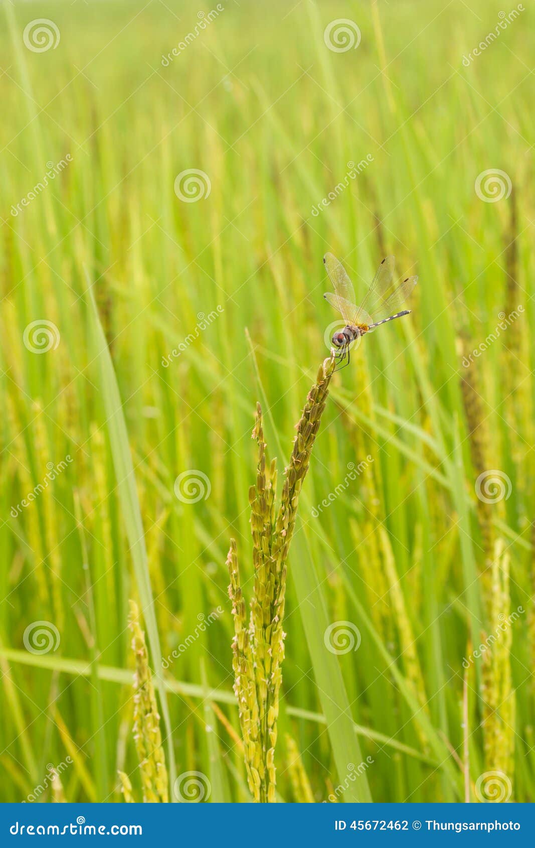 Dragon fly on rice stock photo. Image of botanic, invertebrates - 45672462