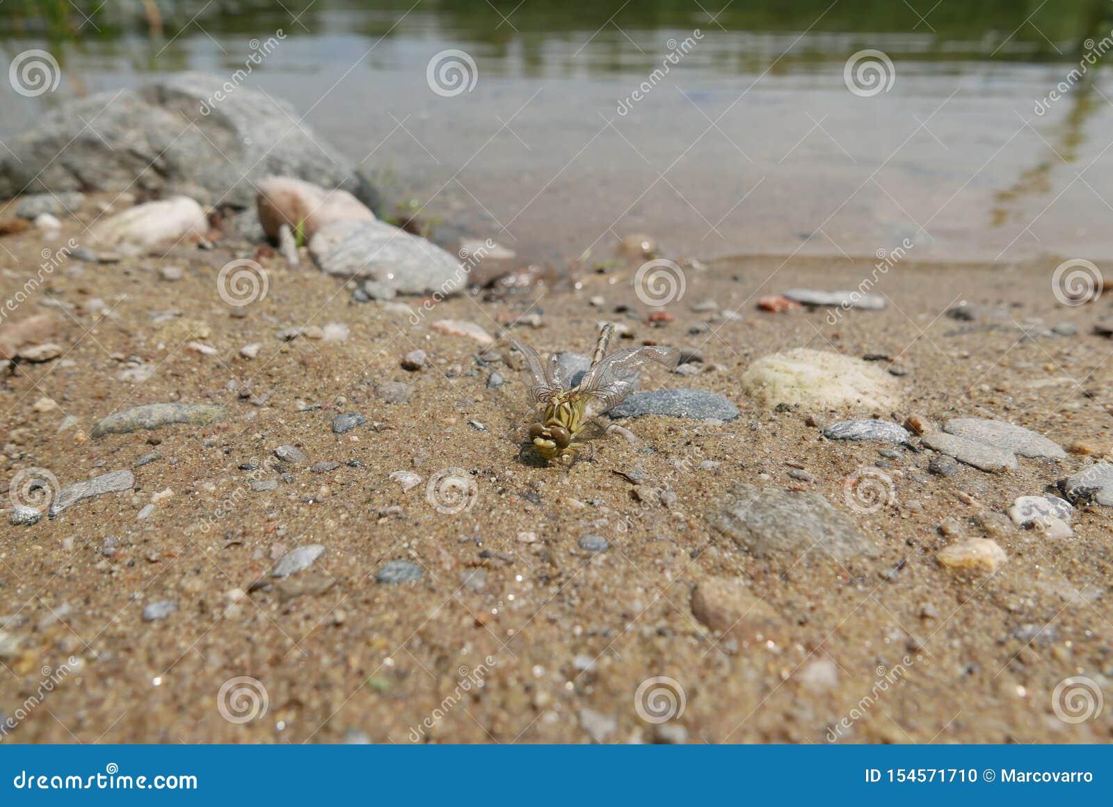 Dead Dragon Blood Tree, Dracaena Cinnabari, Socotra Dragon Tree ...