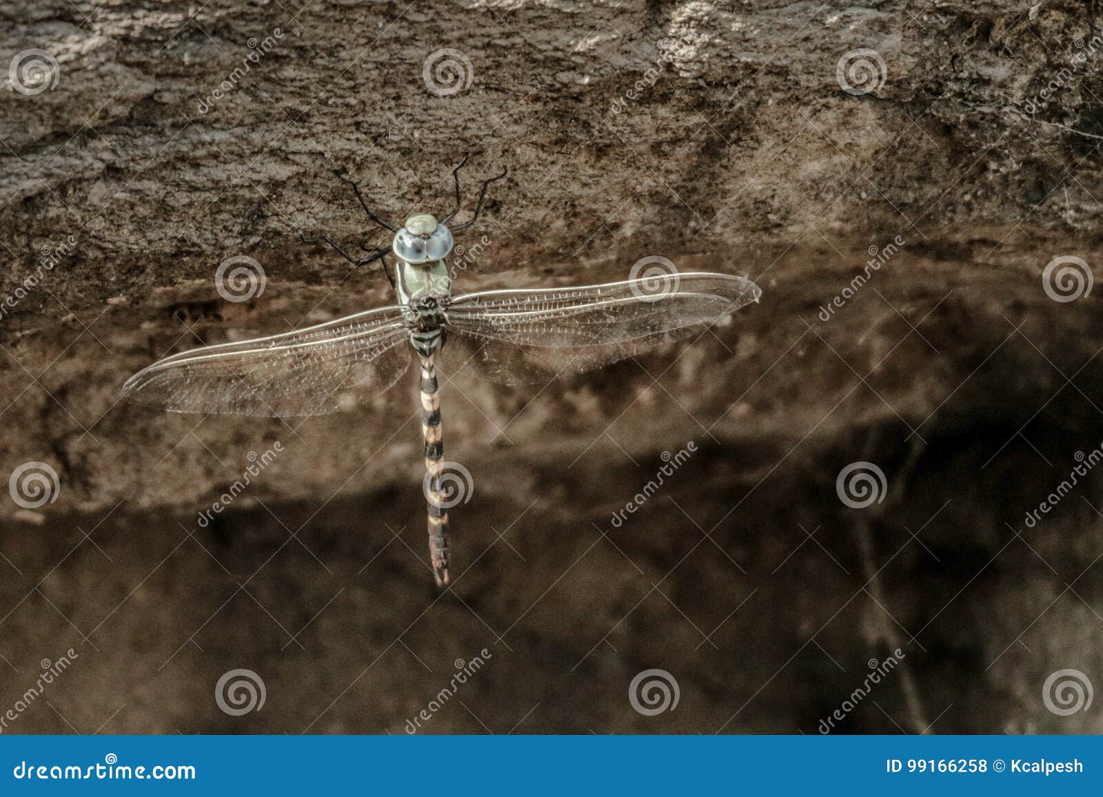 Dragon fly on a rock stock photo. Image of cave, rodent - 99166258