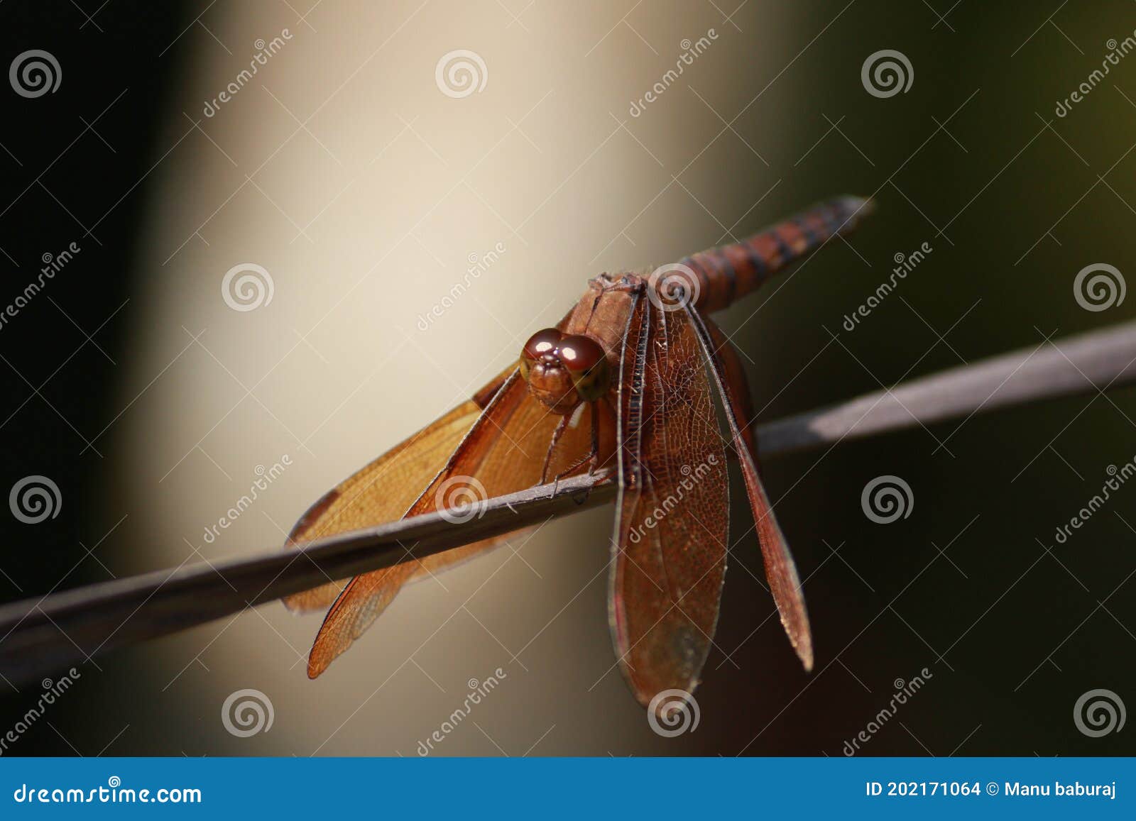 Dragon fly in a rope. stock photo. Image of wing, invertebrate - 202171064