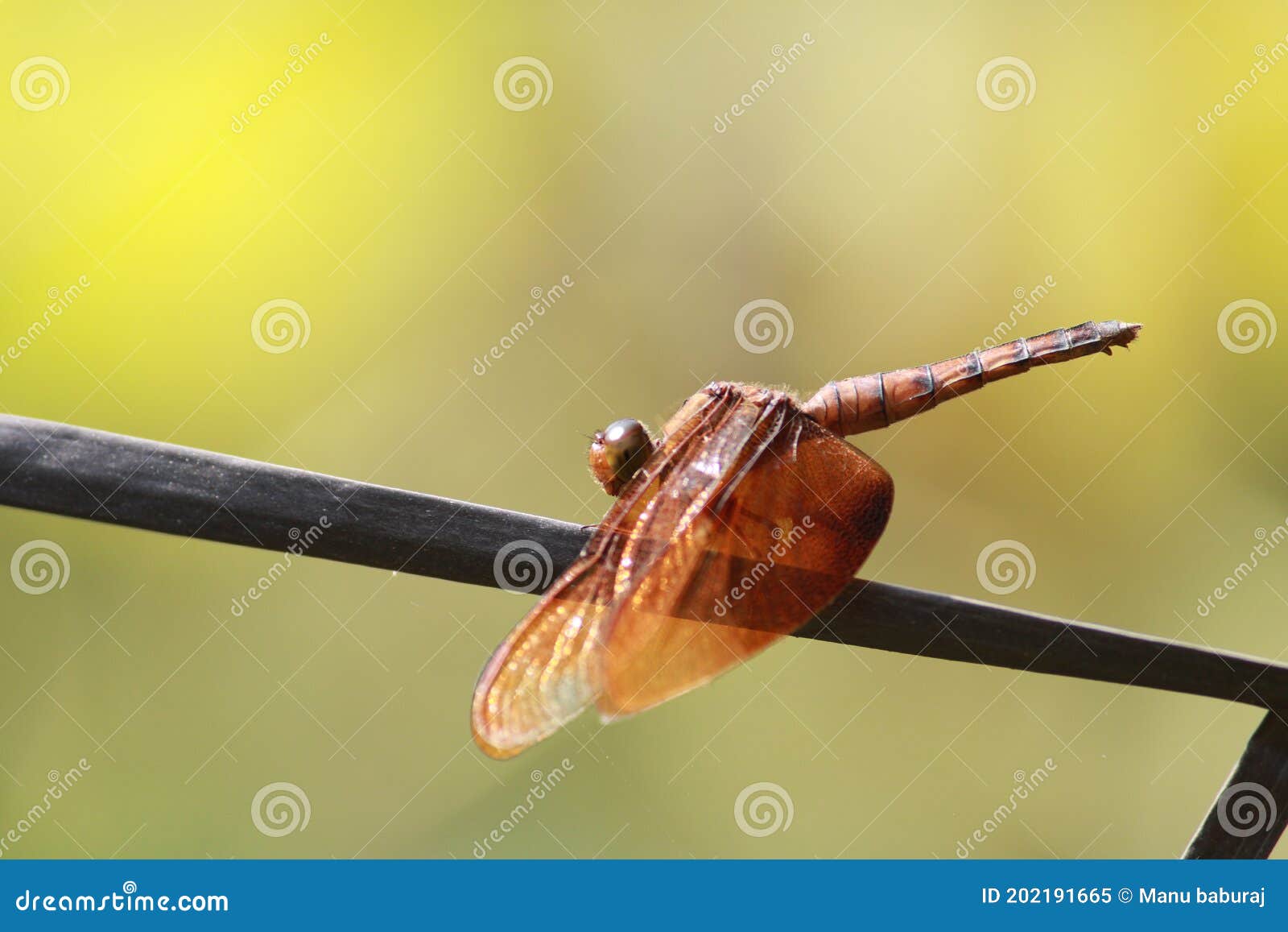 Dragon fly in a rope. stock image. Image of dragonfly - 202191665