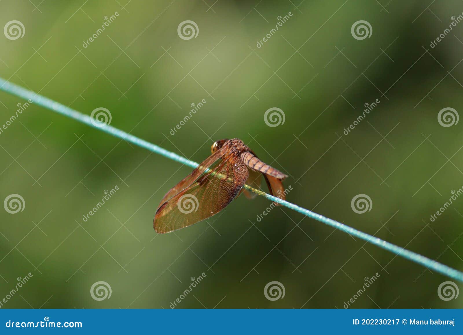 A dragon fly in a rope. stock image. Image of rope, dragon - 202230217