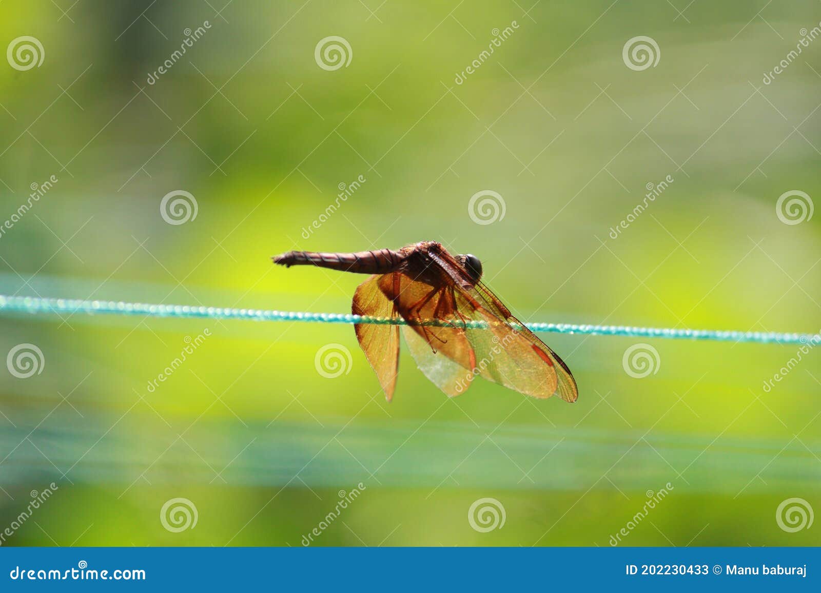 A dragon fly in a rope. stock image. Image of invertebrate - 202230433