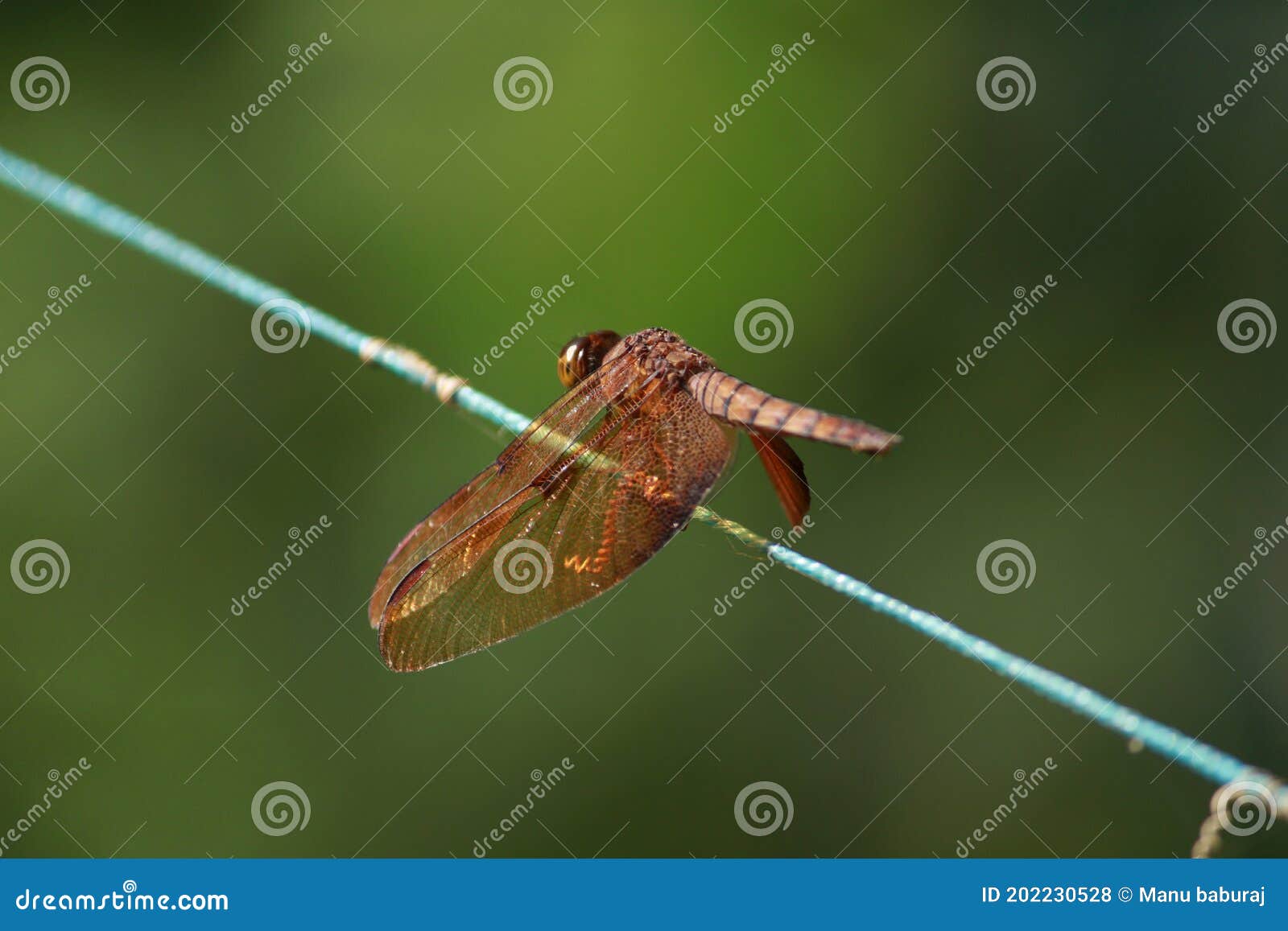 A dragon fly in a rope. stock photo. Image of invertebrate - 202230528