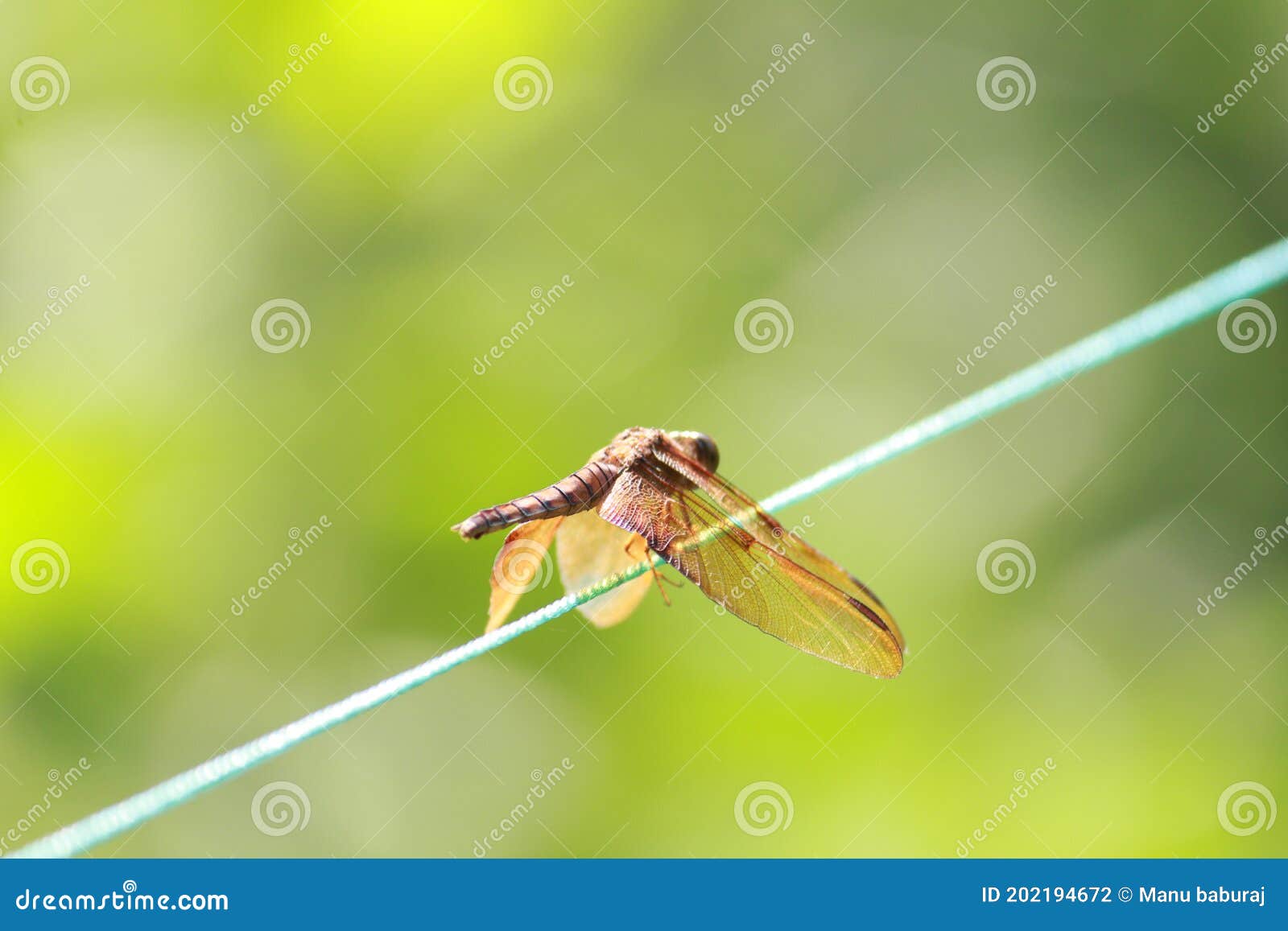 A dragon fly in a rope. stock photo. Image of dragon - 202194672