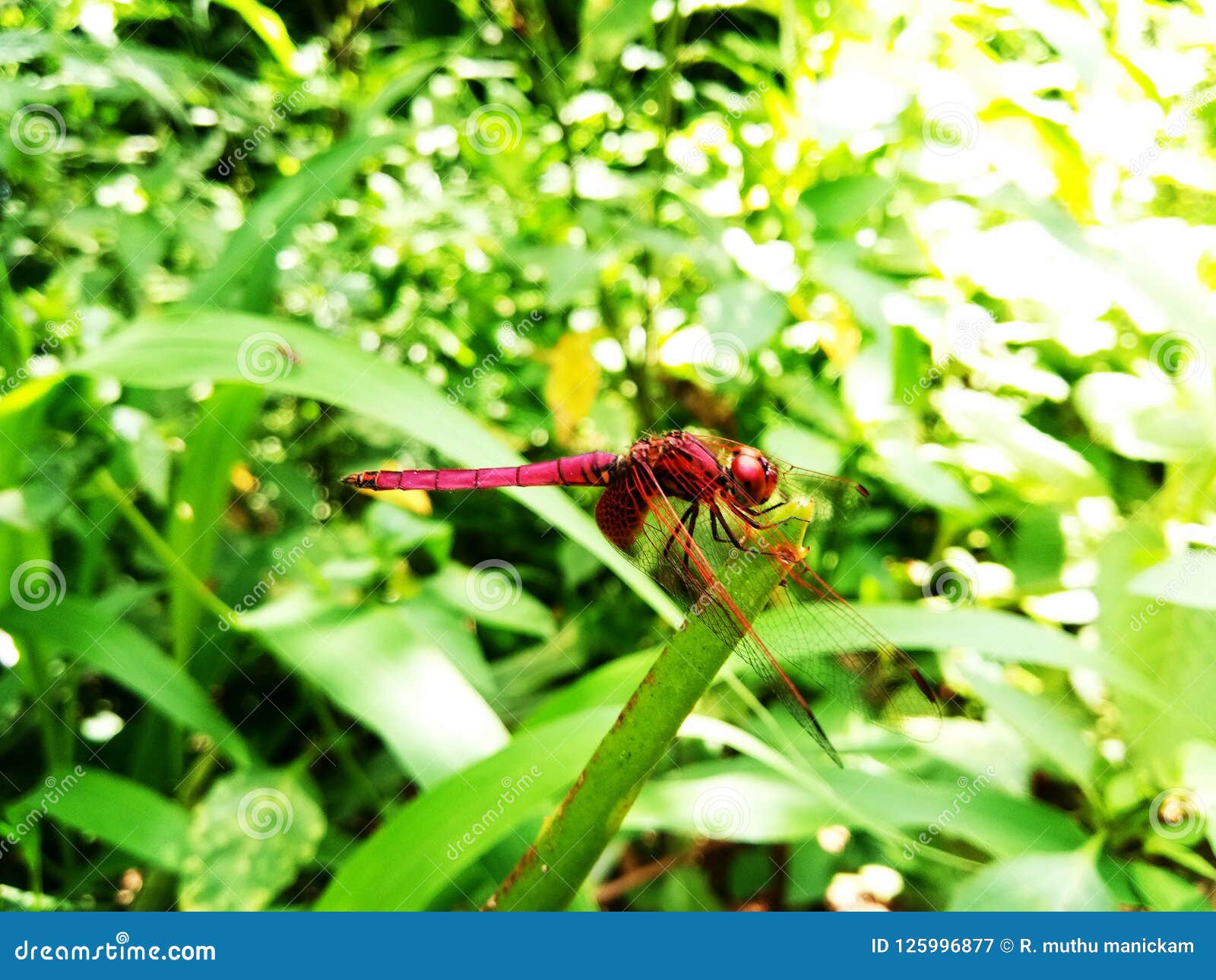 Dragon fly stock image. Image of insects, enemy, dragon - 125996877