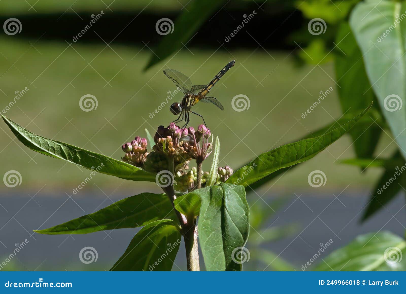 Dragon Fly Sitting on Swamp Milkweed Stock Photo - Image of beautiful ...