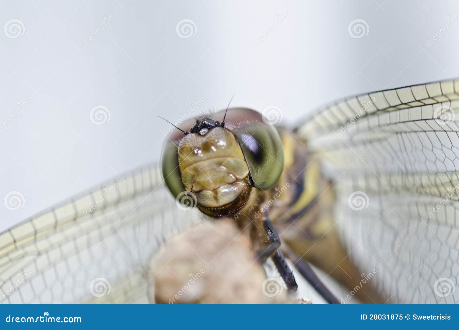 Dragon fly smile stock image. Image of hunter, sympetrum - 20031875
