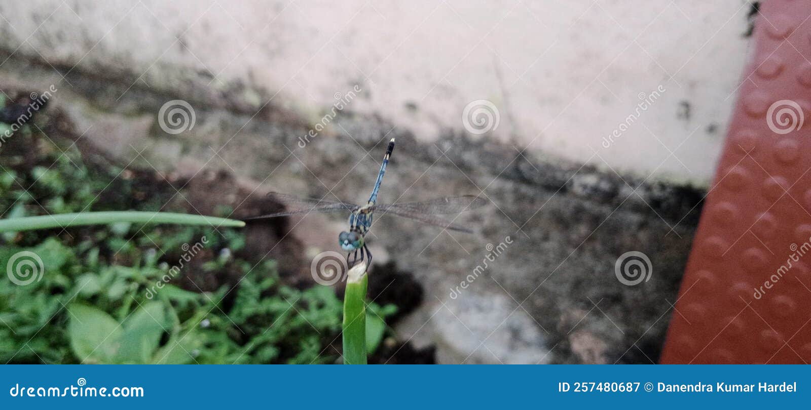 Dragon Fly on Spring Onion Strand. Stock Image - Image of invertebrate ...