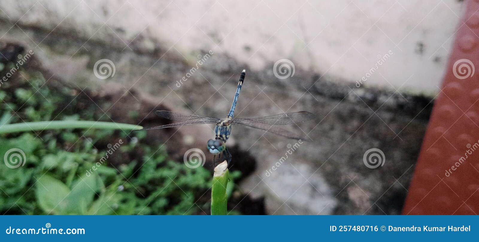 Dragon Fly on Spring Onion Strand. Stock Photo - Image of spider ...