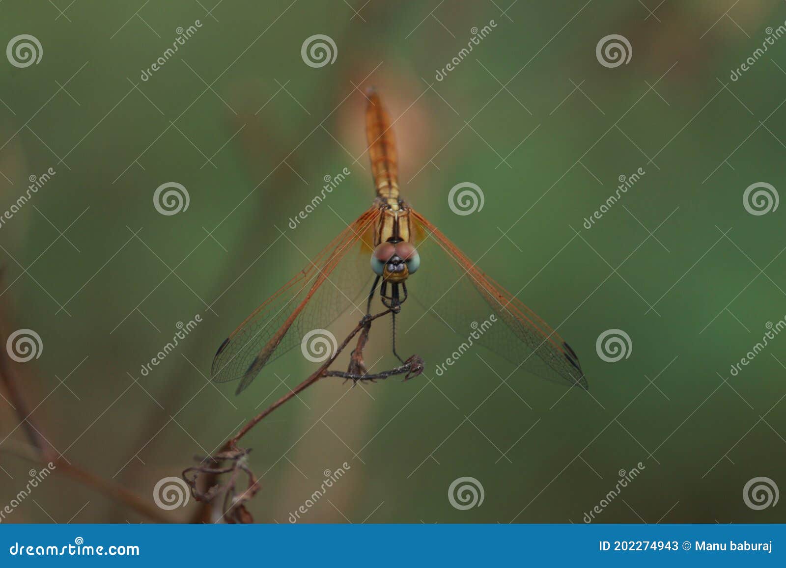 A dragon fly in a stick. stock image. Image of stick - 202274943