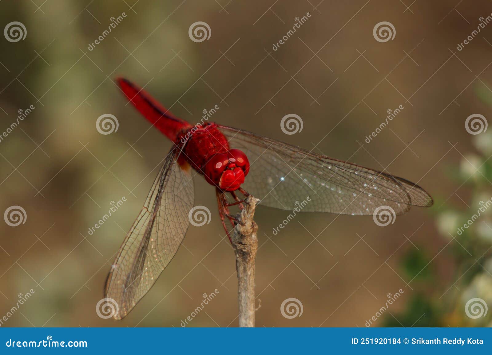 A dragon fly on a stick stock photo. Image of flies - 251920184