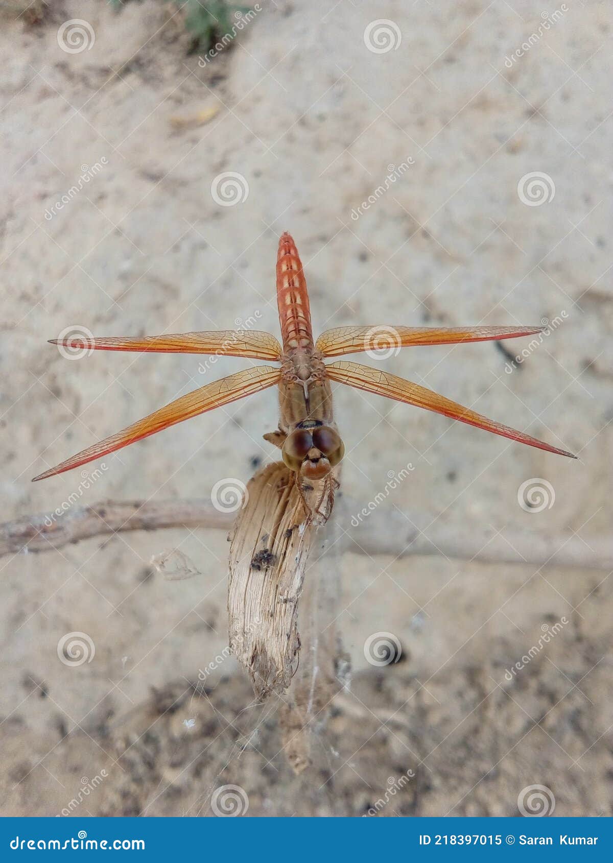 Dragon Fly on the Stick this is so Beautiful Dragon Fly Stock Image ...