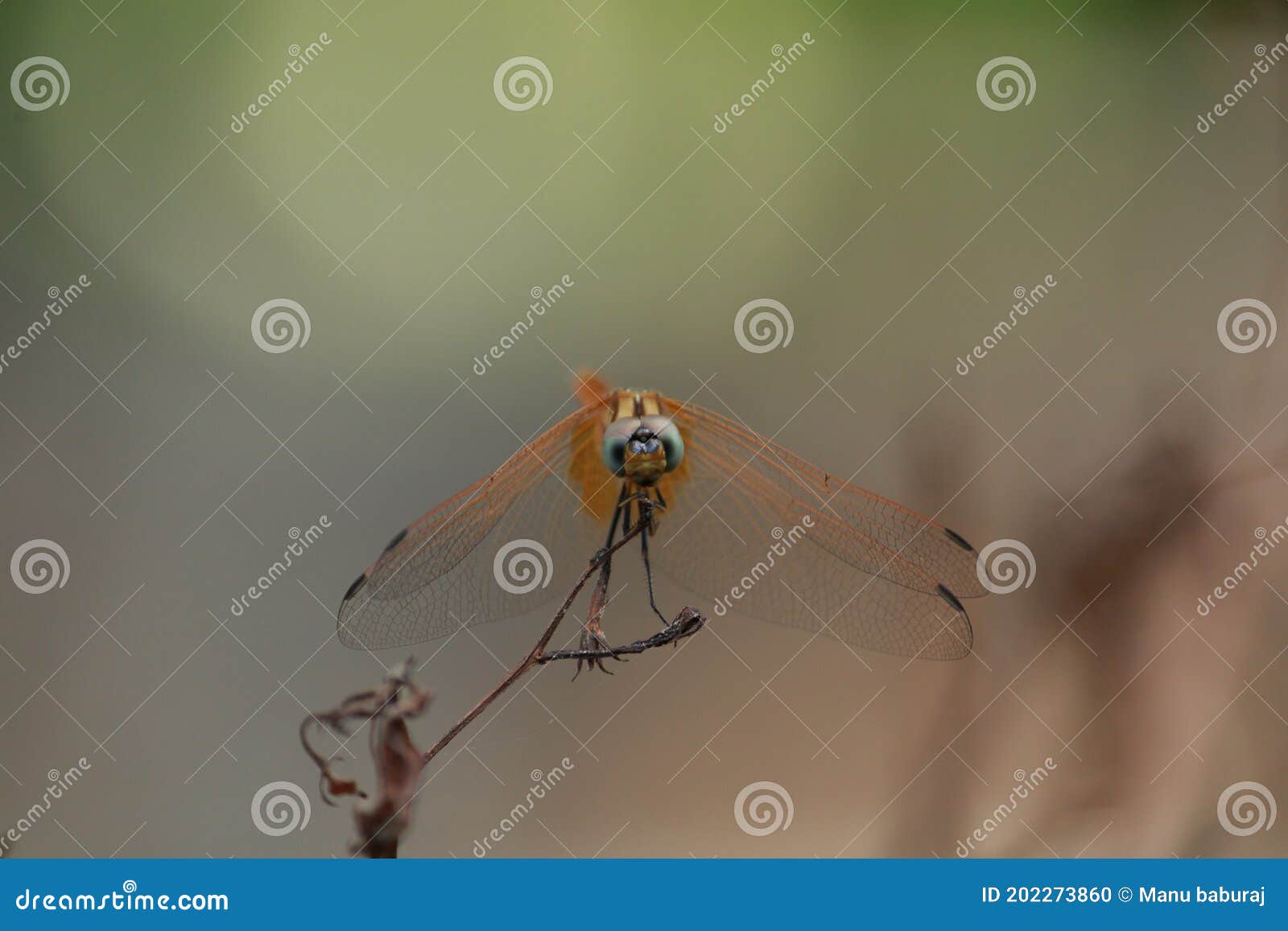 A dragon fly in a stick. stock photo. Image of insect - 202273860