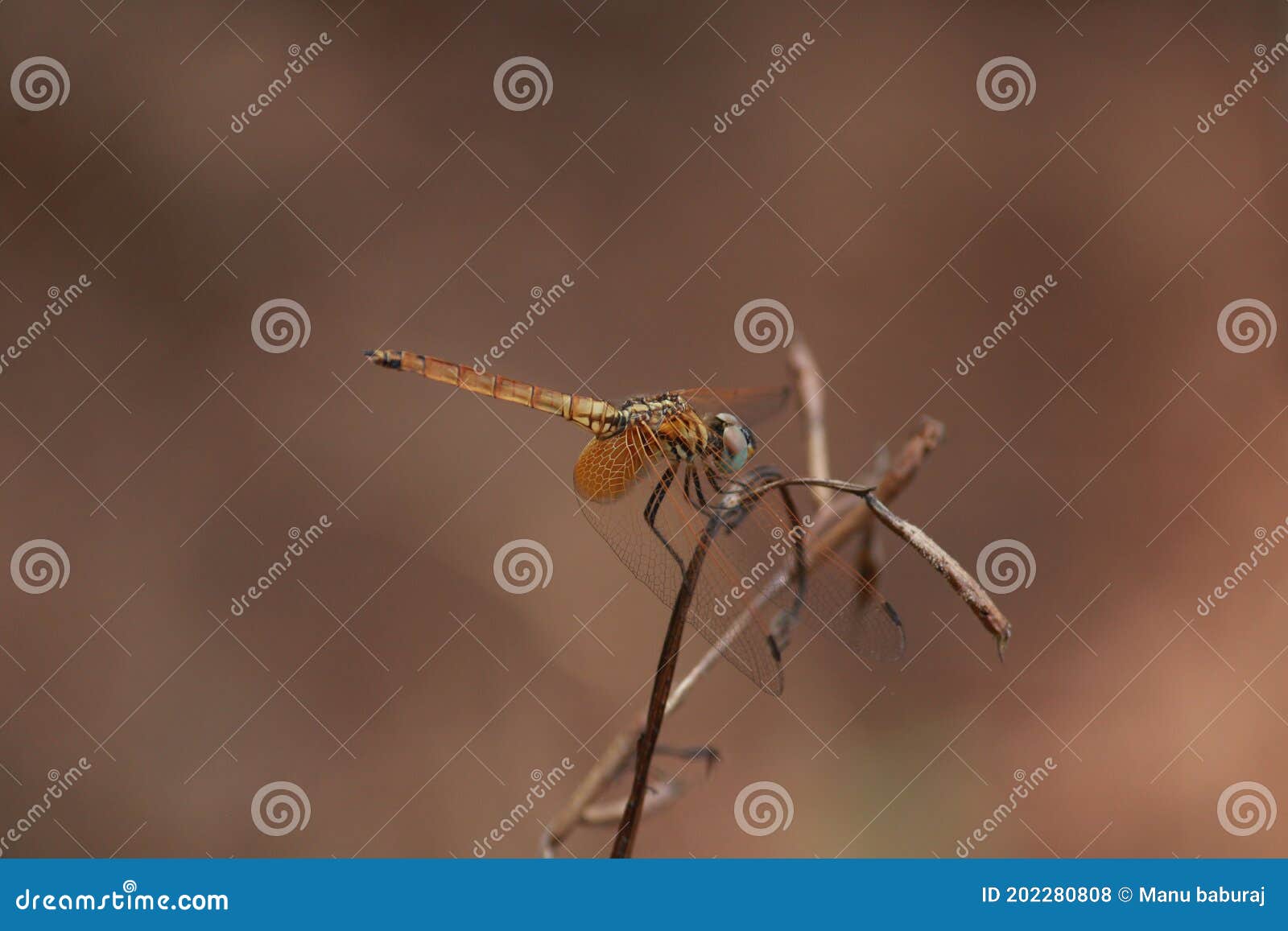 A dragon fly in a stick. stock photo. Image of stick - 202280808