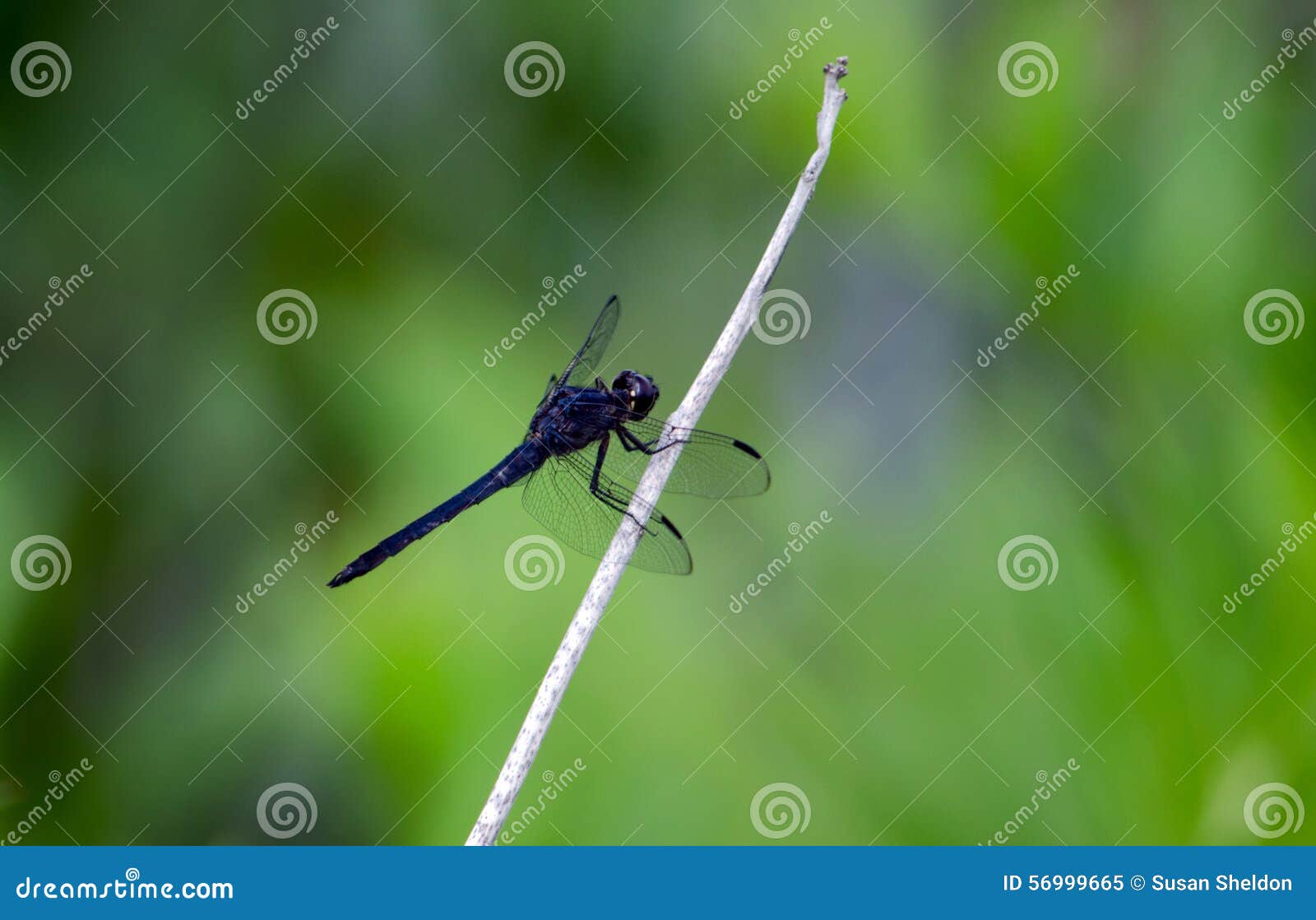 Dragon fly on a stick stock image. Image of black, perches - 56999665