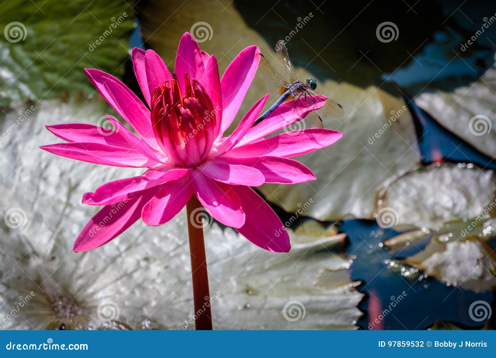 Dragon Fly Su Una Ninfea Rosa Fotografia Stock - Immagine di mosca ...