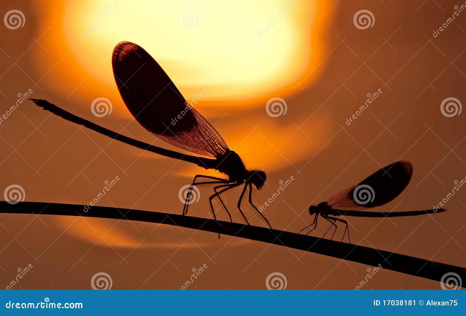 Dragon-fly on sundown stock image. Image of summer, small - 17038181