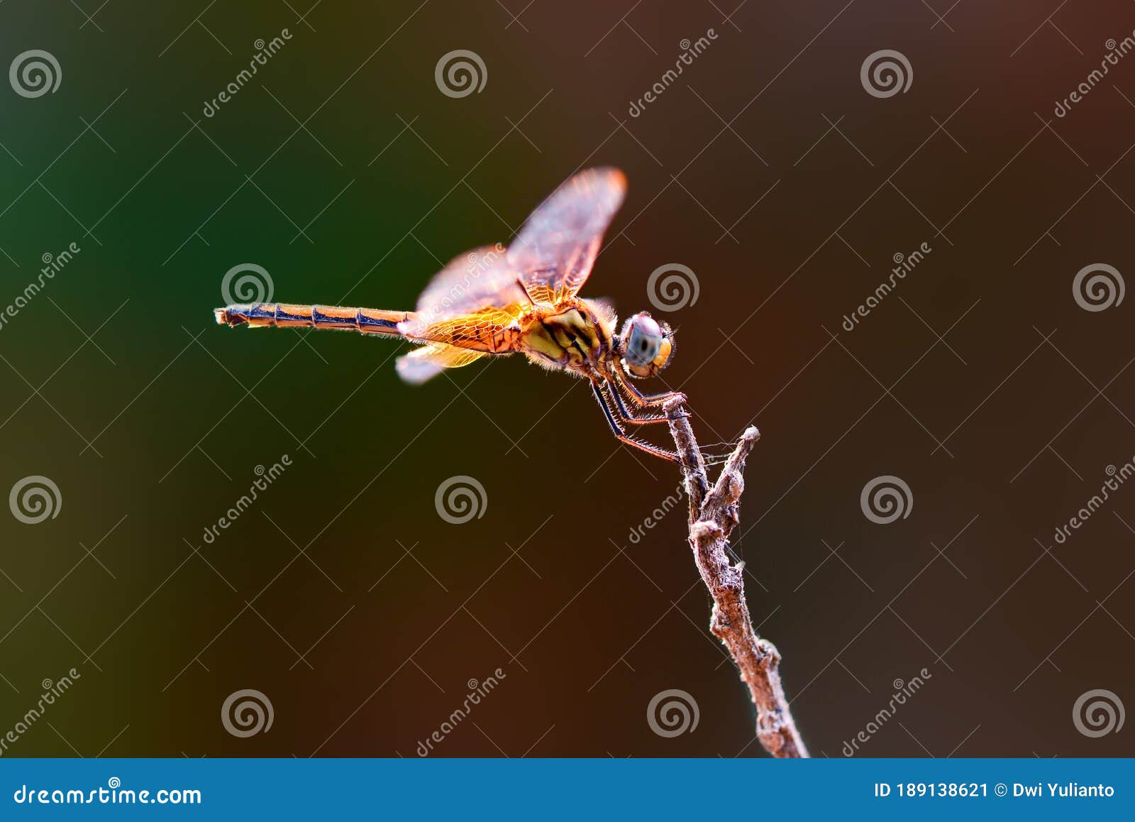 Dragon Fly on Twigs in Tropical Garden , Taken Using Macro Technique ...