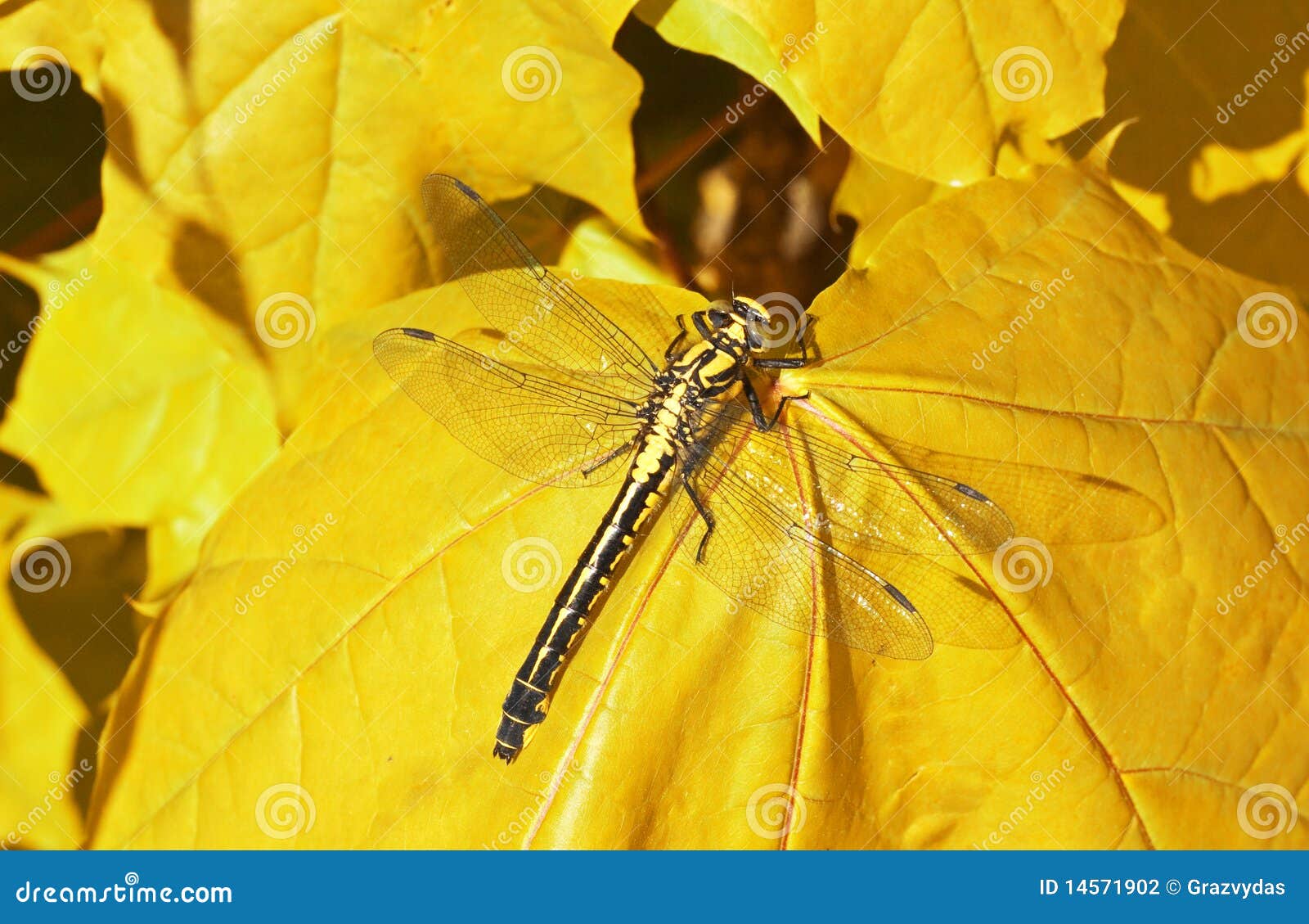 Dragon Fly on a Yellow Maple Leaf Stock Photo - Image of color, single ...