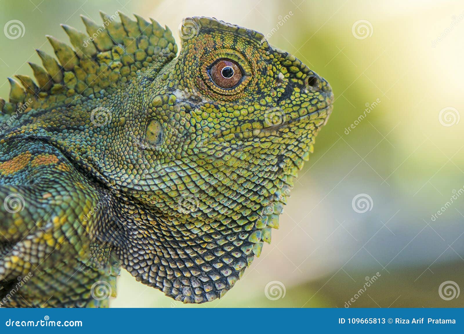 Dragon Forest Close Up Head Stock Image - Image of green, indonesia ...