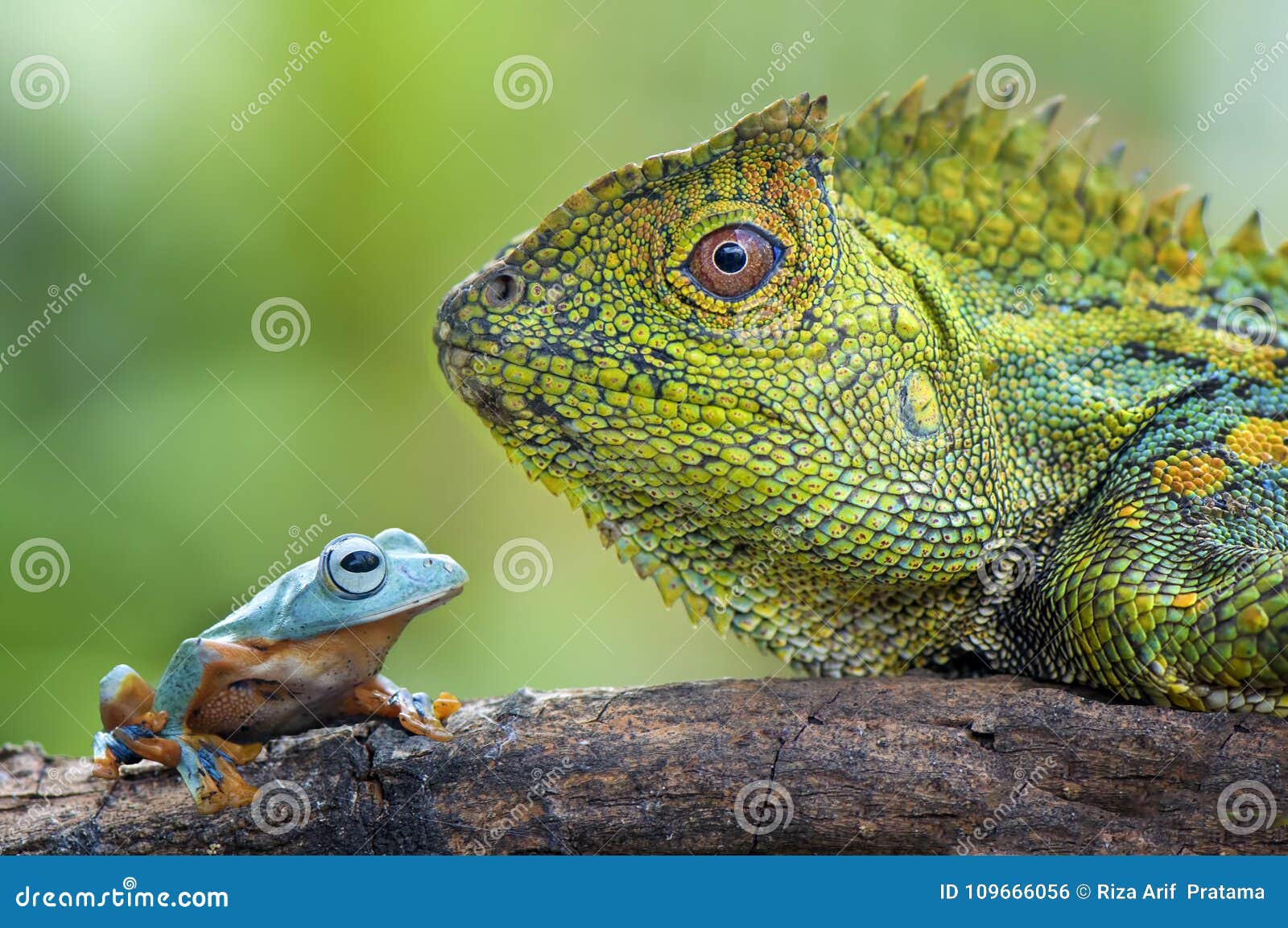 Dragon Forest and Flying Frog Stock Photo - Image of macro, concept ...