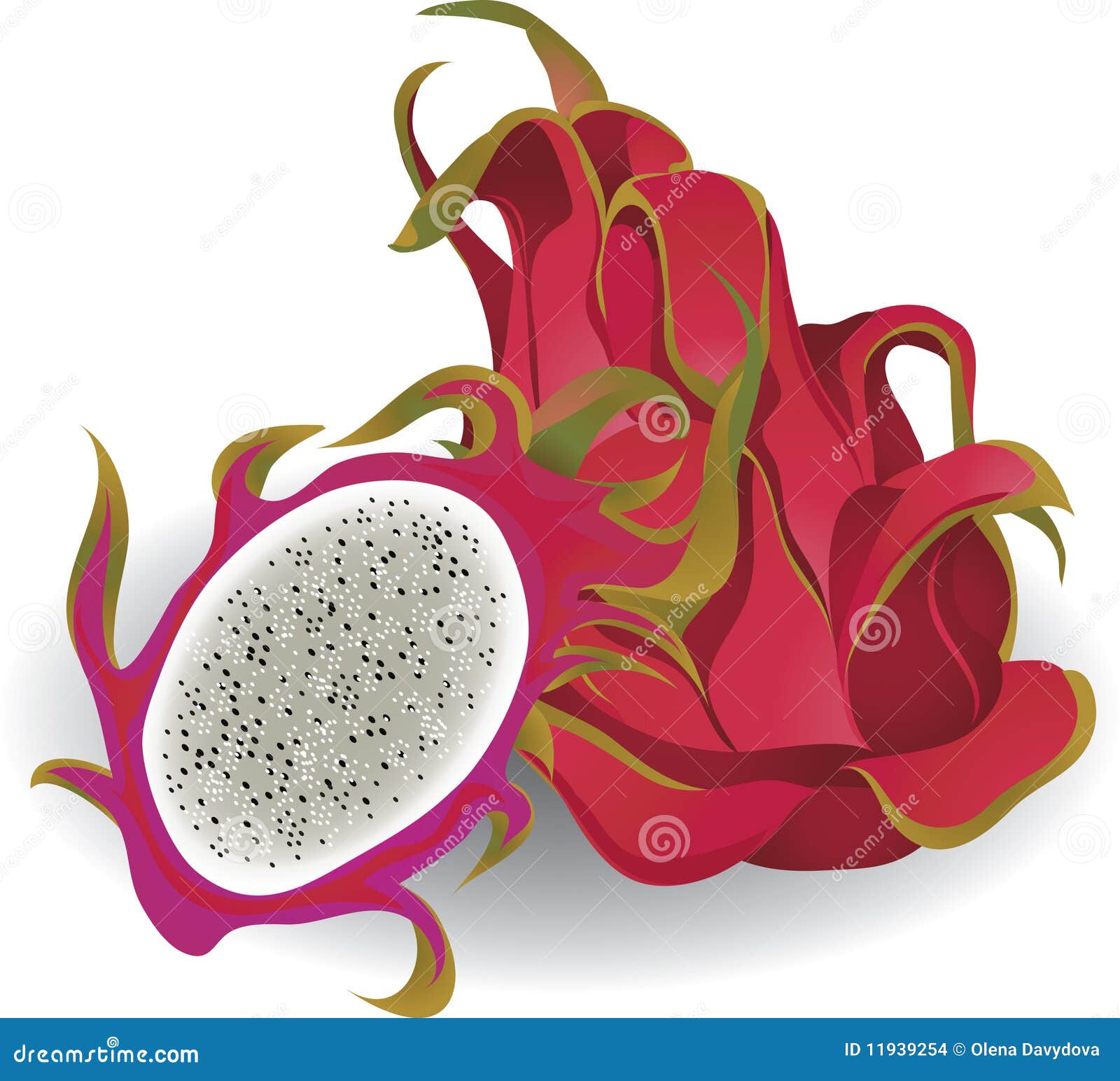 Dragon fruit stock vector. Illustration of magenta, white - 11939254