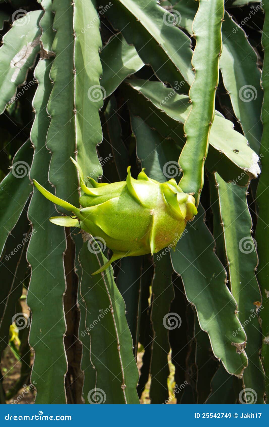 Dragon fruit stock image. Image of lush, food, material - 25542749