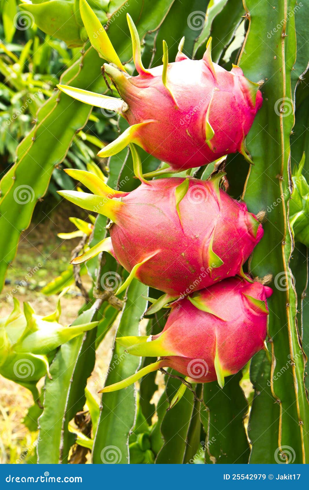 The Dragon Fruit Is Also Known As Pitaya, Pitahaya, Huo Long Guo ...