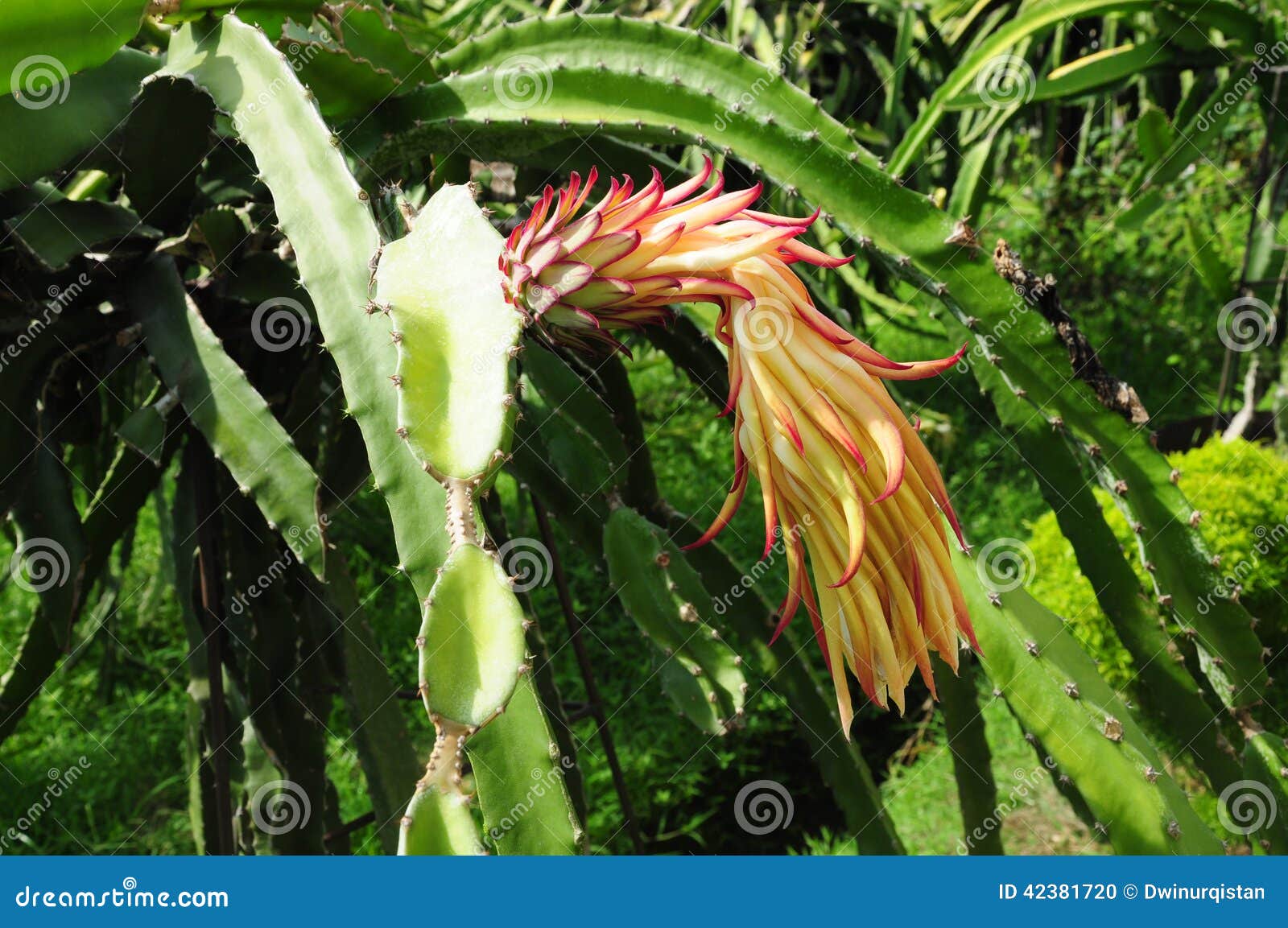 Dragon Fruit photo stock. Image du grand, réellement - 42381720