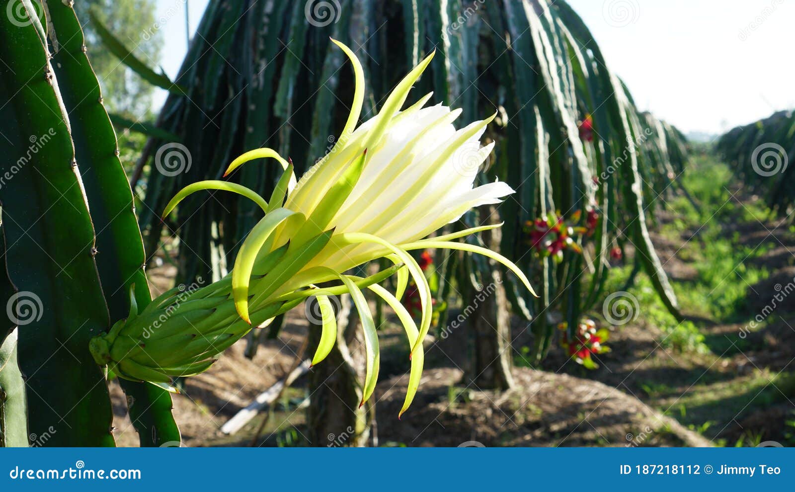 The Dragon Fruit Blooms with the Background of Ripe Red Fruits Stock ... The Dragon Fruit Blooms with the Background of Ripe Red Fruits Stock ...