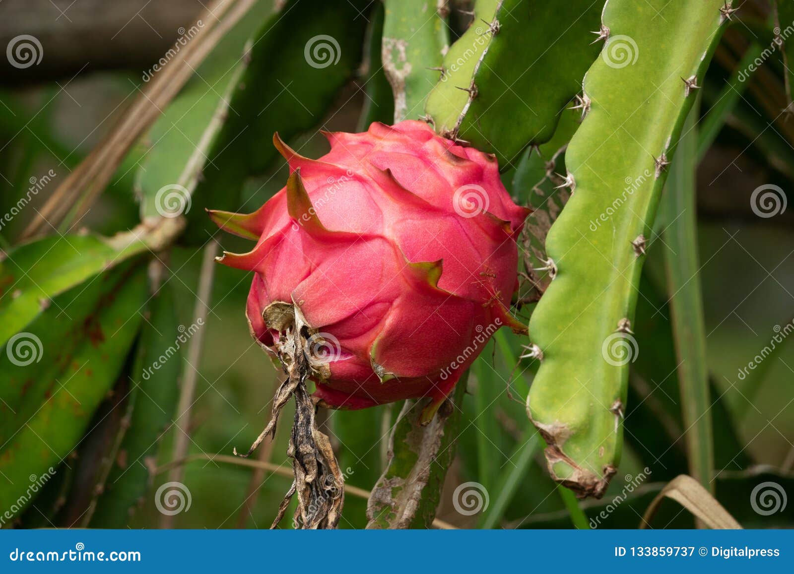 Cactus Fruit Pitaya stock image. Image of tropical, fruit - 133859737