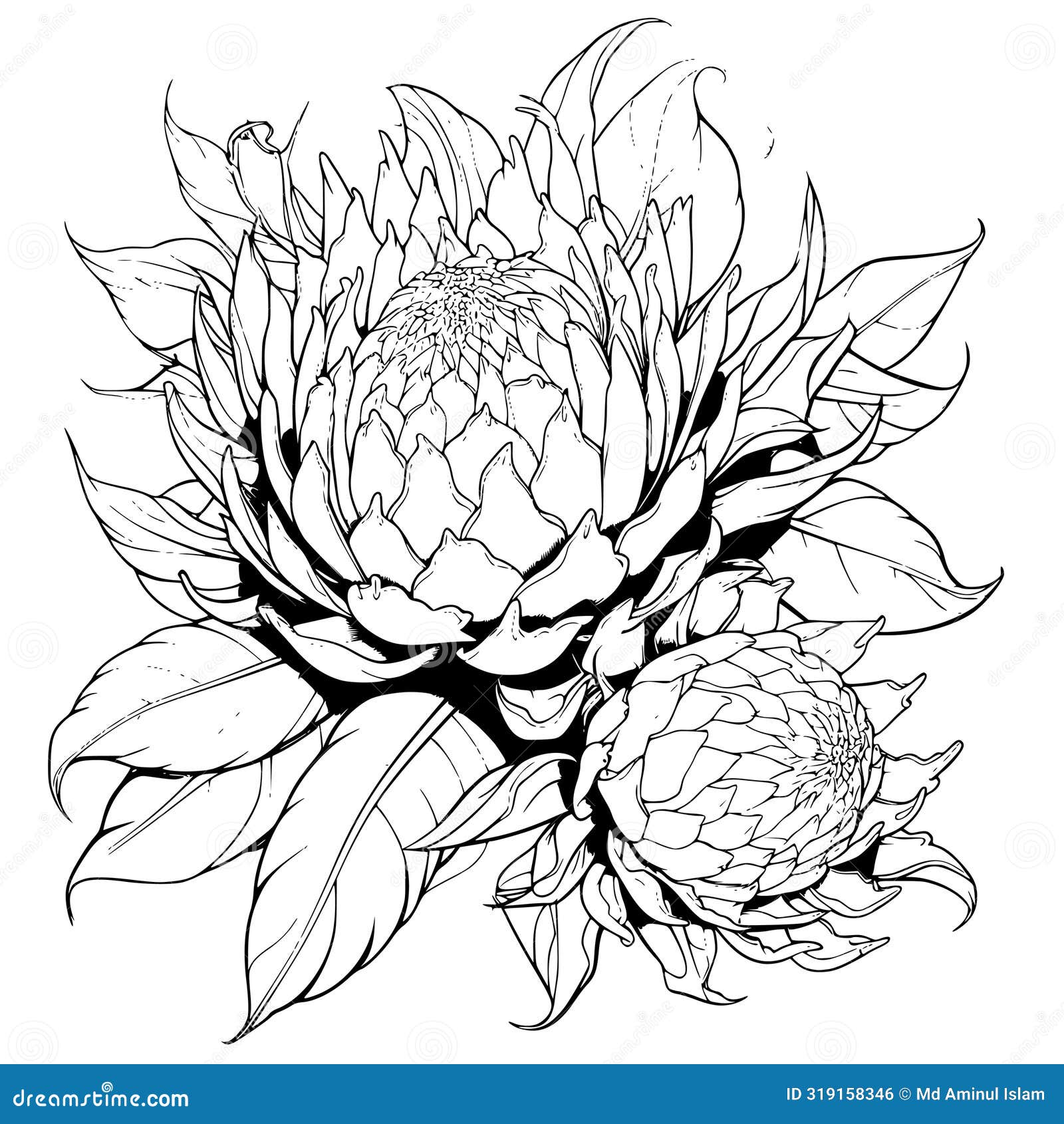 Dragon Fruit Coloring Pages for Kids Stock Vector - Illustration of ...