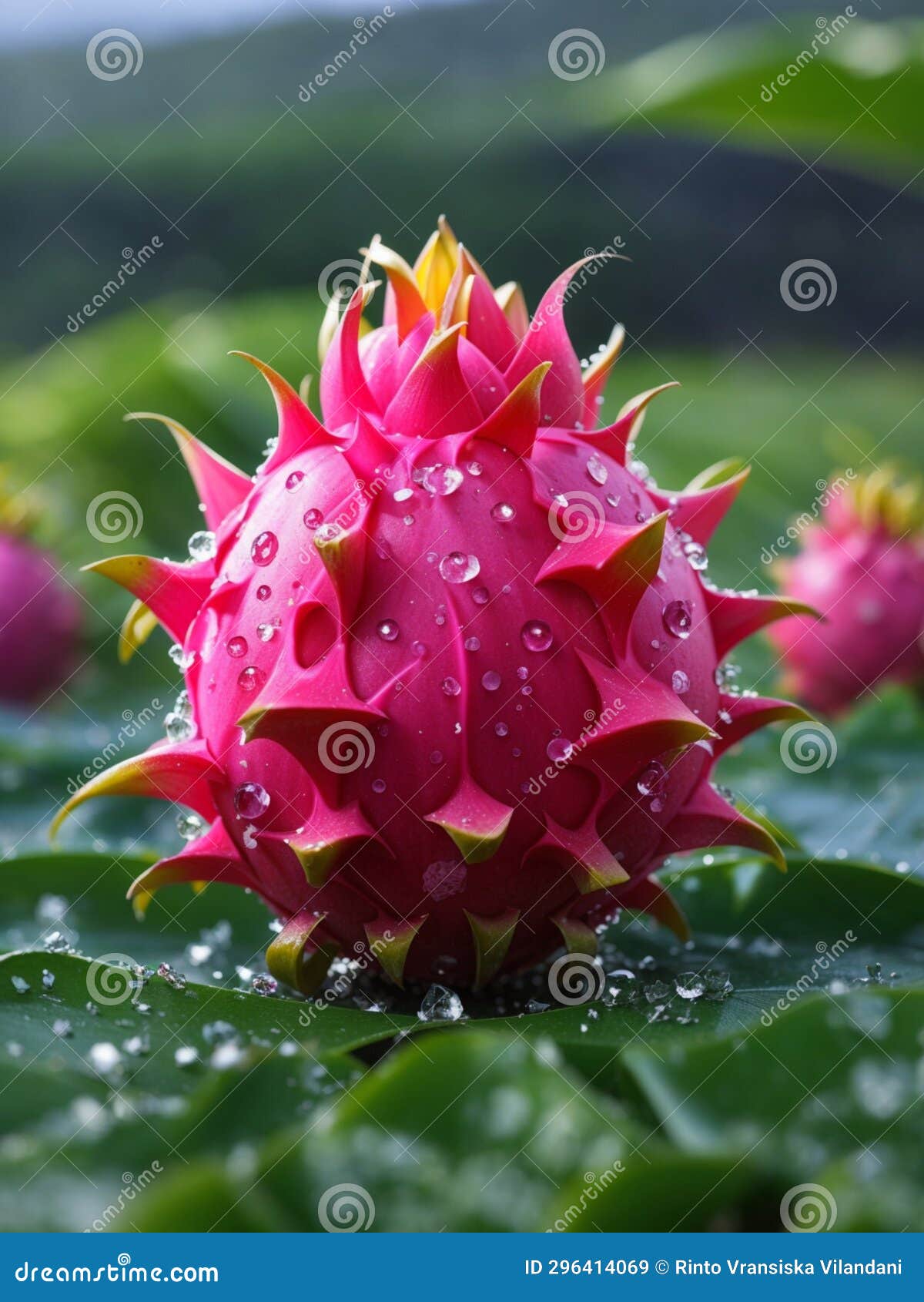 Dragon Fruit Covered in Dew in the Morning Stock Image - Image of fruit ...