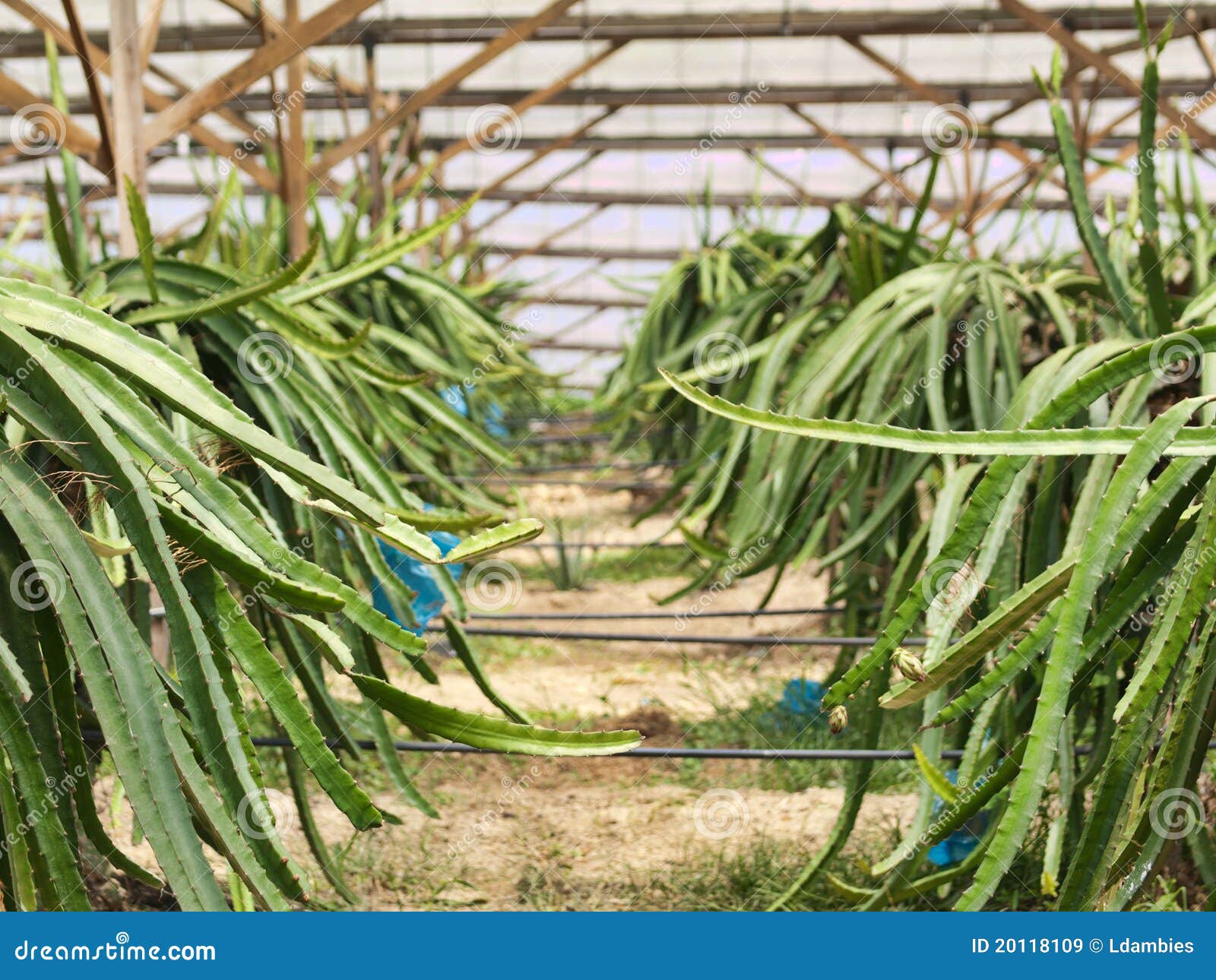 Dragon fruit farm stock image. Image of agriculture, greenhouse - 20118109