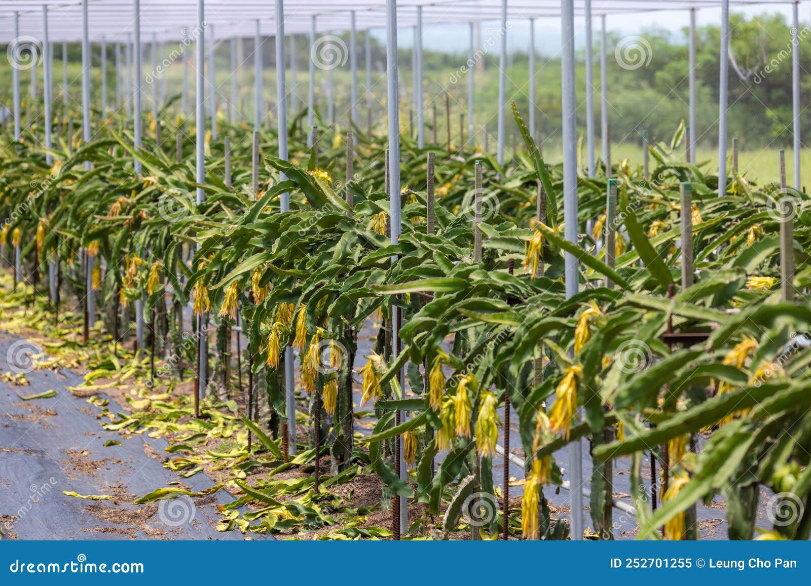 Dragon Fruit Field in House Stock Image - Image of agriculture, green ...