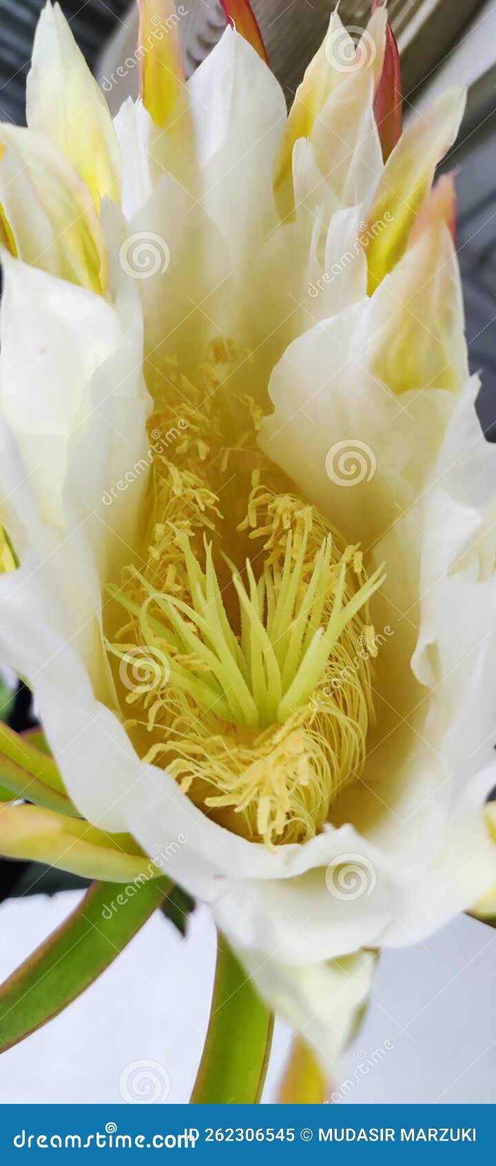 Dragon fruit flower stock image. Image of blossom, bouquet - 262306545