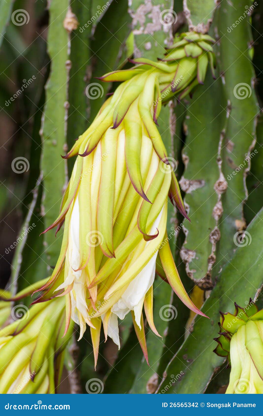 Dragon fruit flower stock photo. Image of gourmet, portion - 26565342